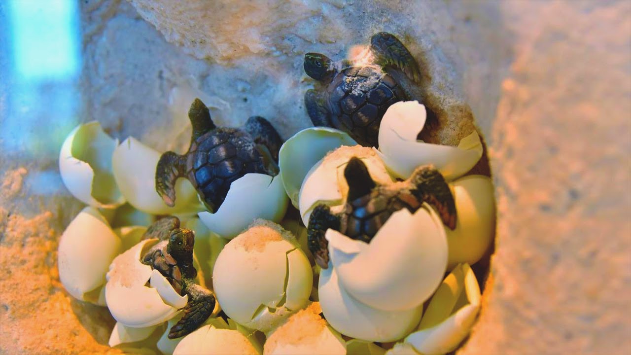 Asi se reproduce una tortuga Morrocoy - YouTube