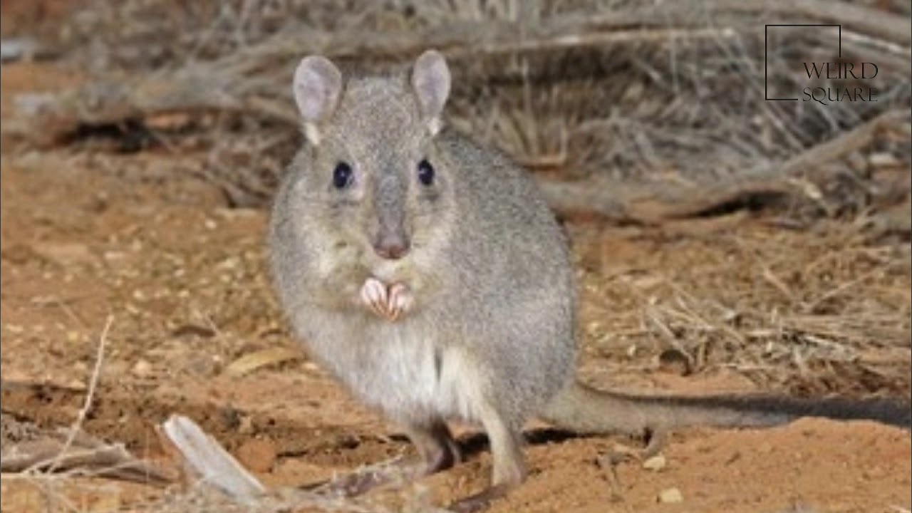 Interesting facts about woylie by weird square - YouTube