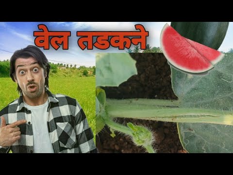 टरबूज पिकामध्ये वेल तडकने , Water melon crop branches cracking solution ...