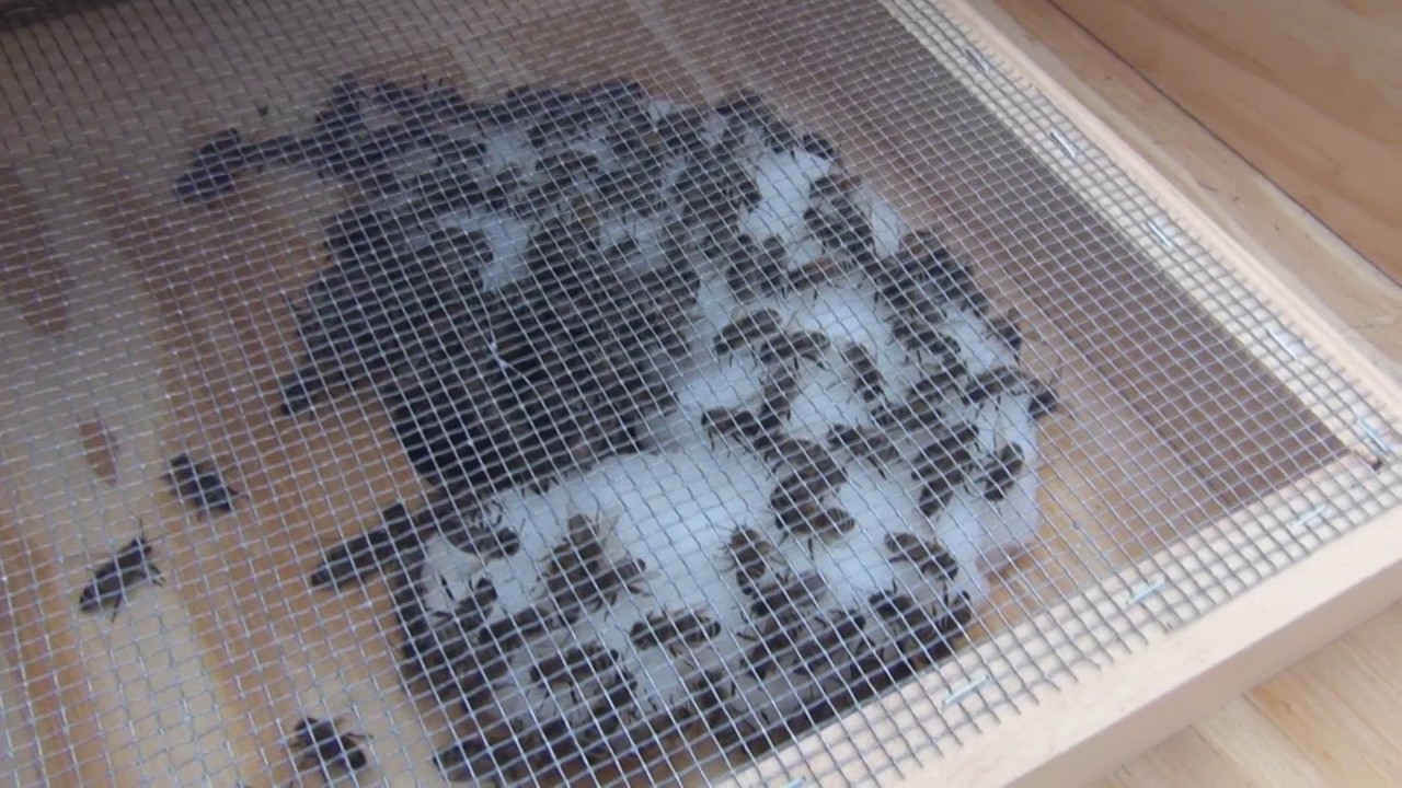 Checking the Bee Hive Moisture Condensation - YouTube