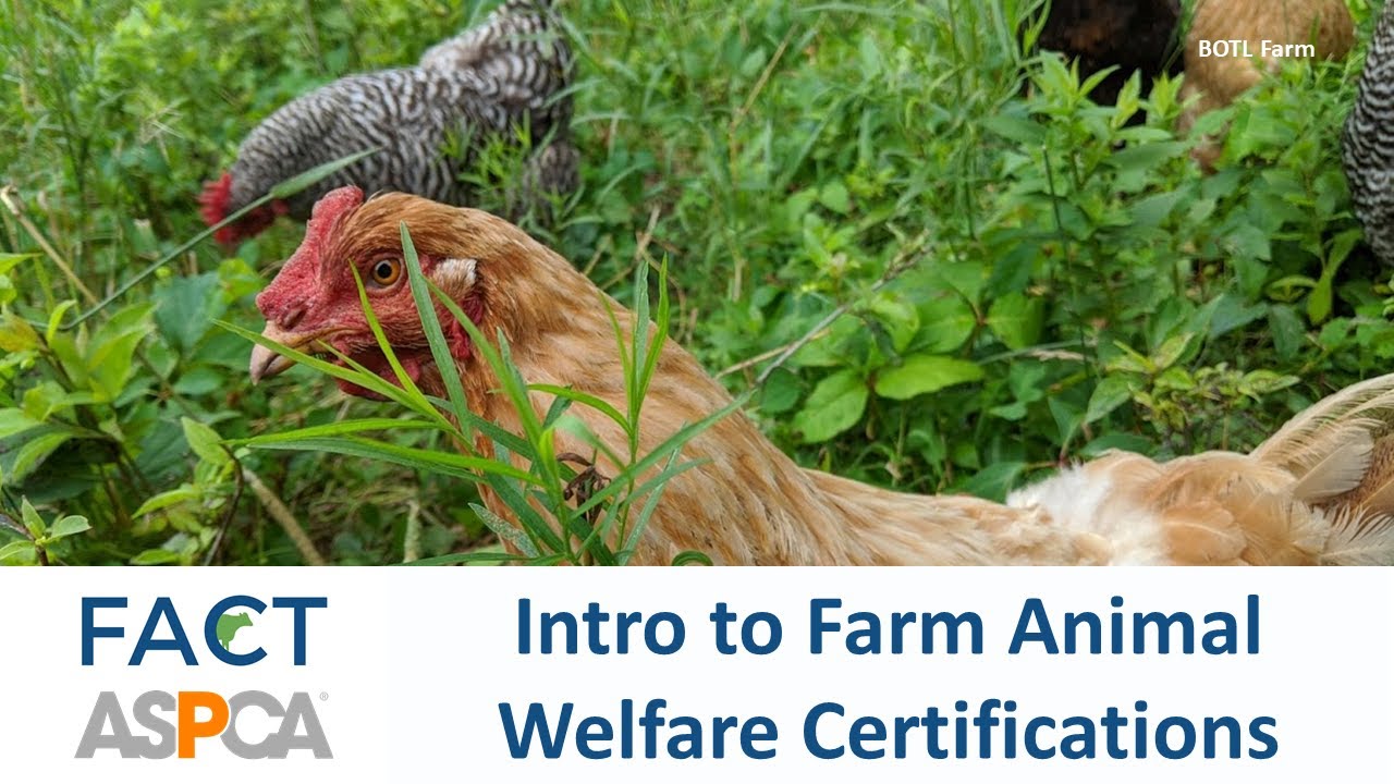 Intro to Farm Animal Welfare Certifications - YouTube