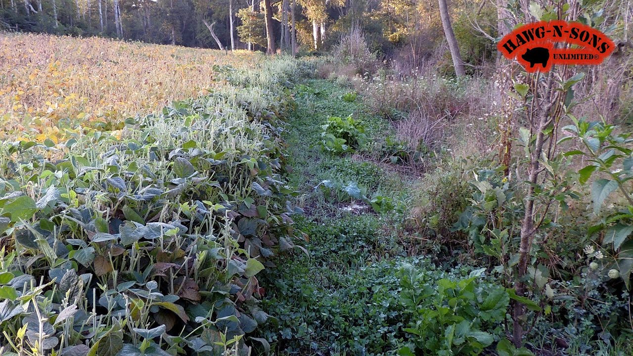 Legendary Land Management QDMA - Deer Hunting Paradise September 28 ...