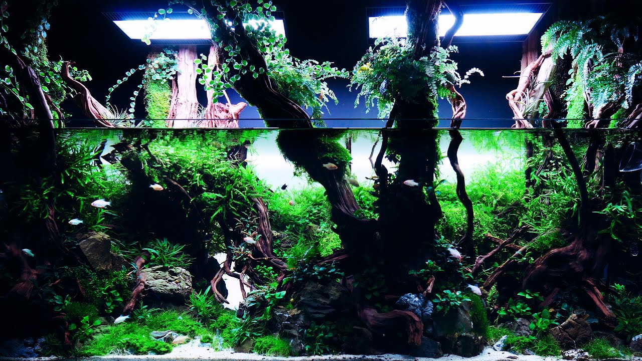 Jungle Style Aquascape Aquariumbros I Made A Low Budget Jungle