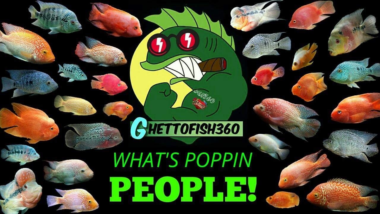 Kirin Parrot x Rose Queen & Super RED King Kong Parrot #86 - YouTube