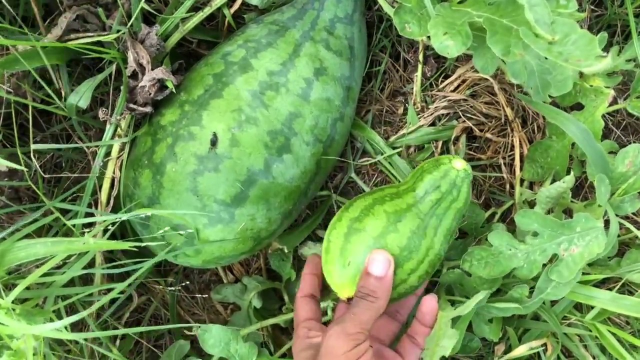 Congo Watermelon Vine! Hidden Black Diamond Watermelons! UPDATE Part 6 ...
