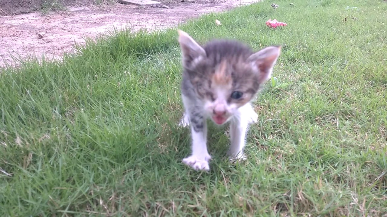 Kitten mewing - YouTube