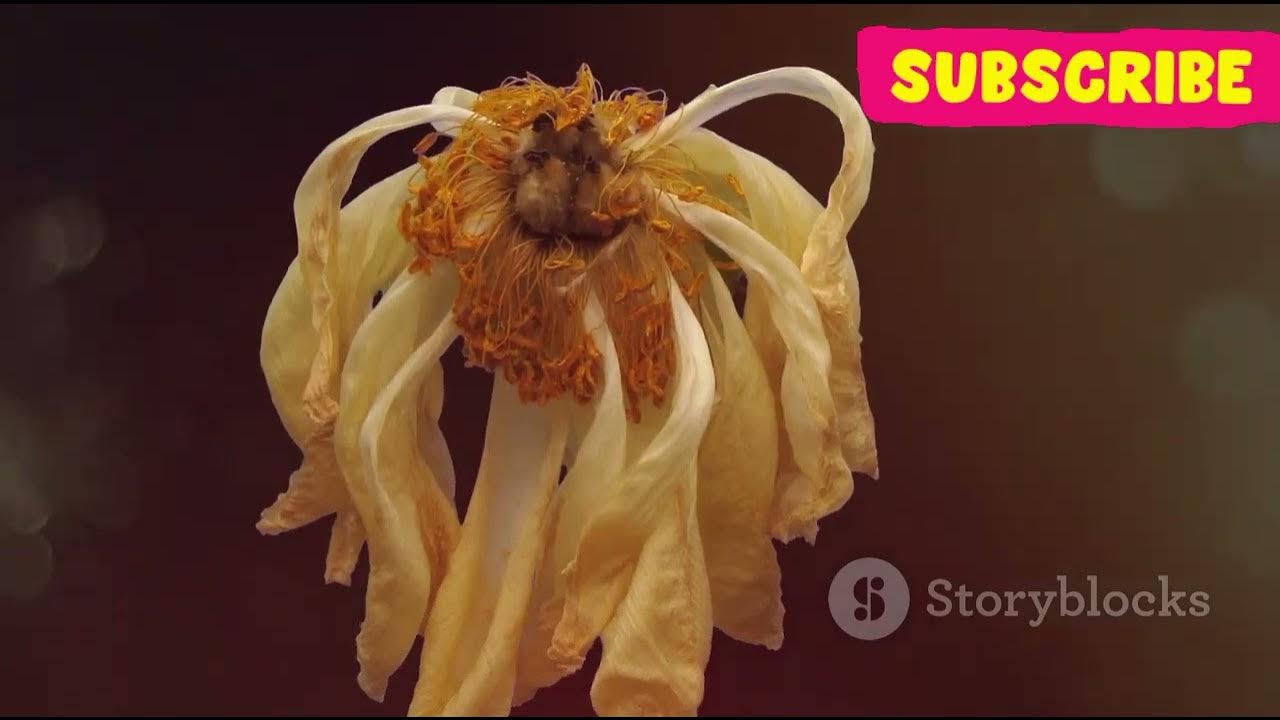 THE TALE OF THE TWO FLOWERS 🌹🌺.. A beautiful lesson from two blooming ...