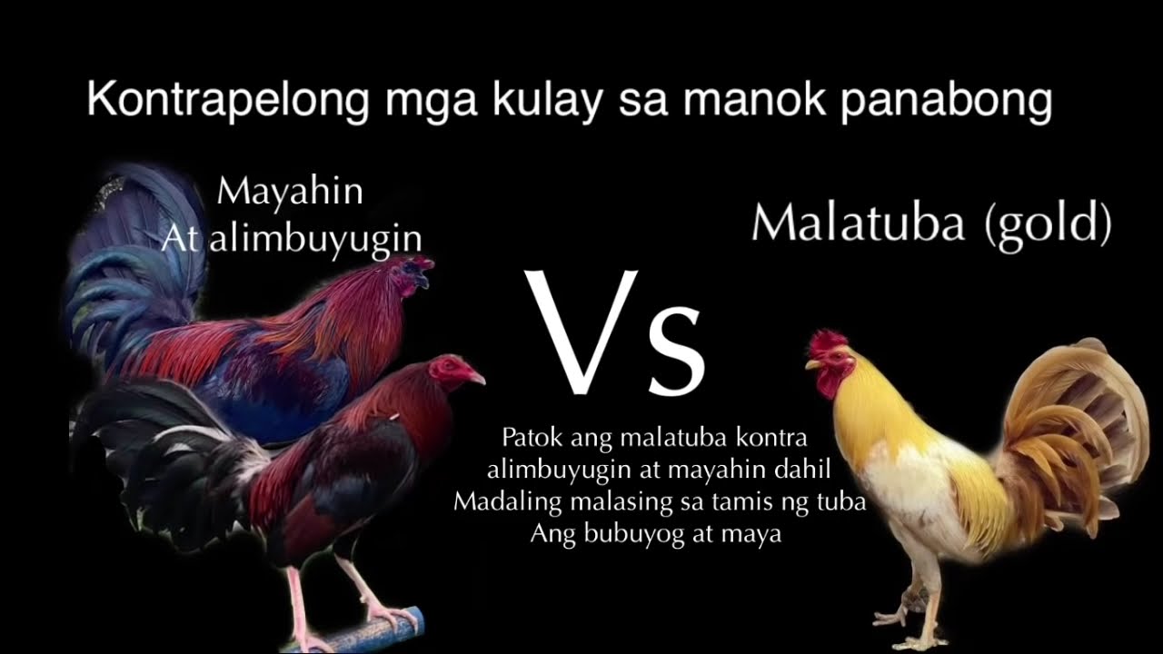 Manok Panabong Bulik