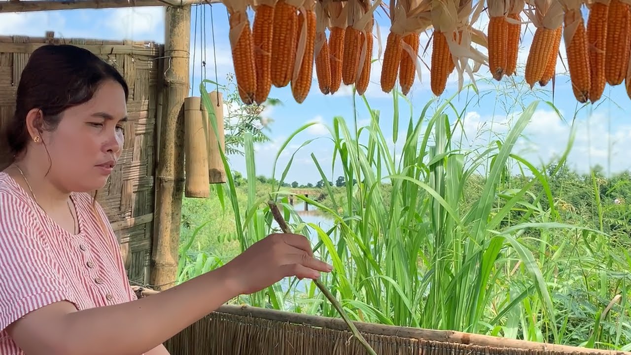 harvest sweet corn | agriculture corn farm - YouTube