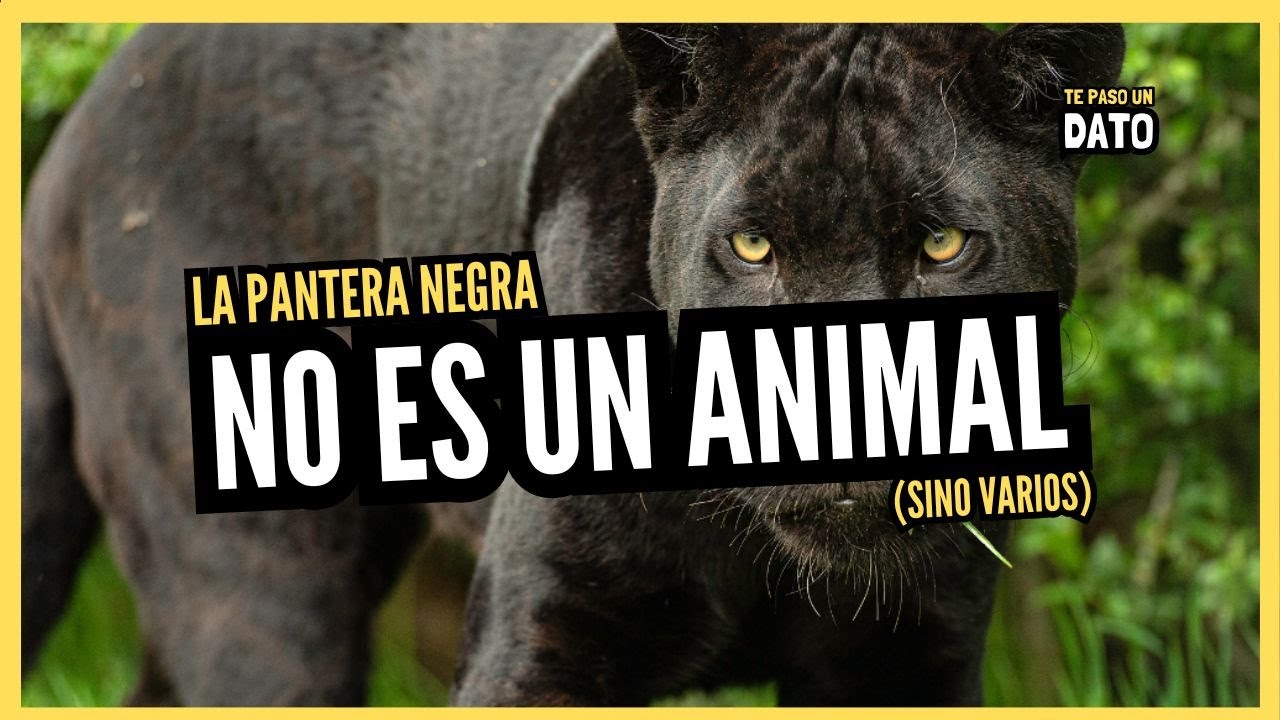 La PANTERA negra NO es un ANIMAL (sino varios) - YouTube