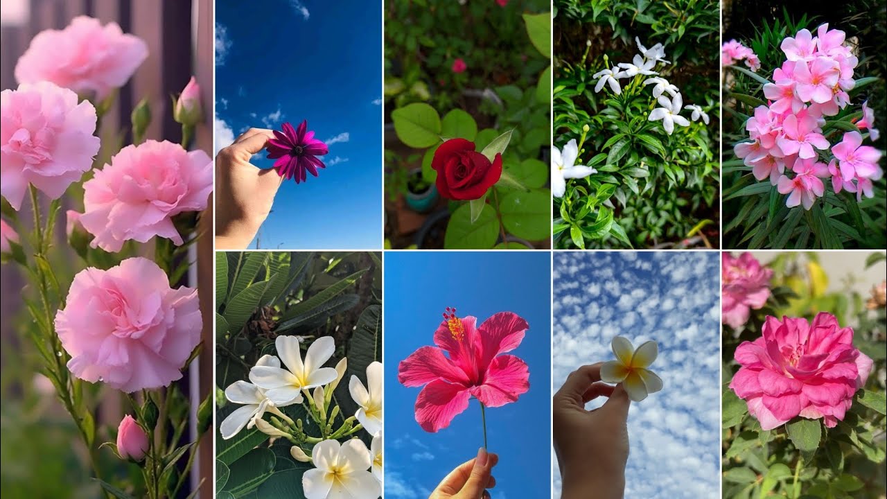 😍Amazing Flowers Dpz || 🦋 Beautiful flowers Dpz for girls || Insta Dpz ...