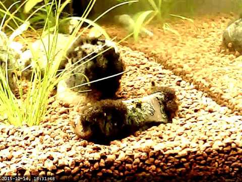 Theodoxus fluviatilis baby snail - YouTube