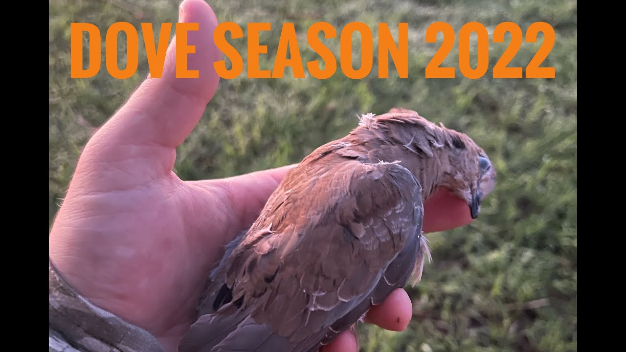 Cleaning a dove. NO Tools Required - YouTube