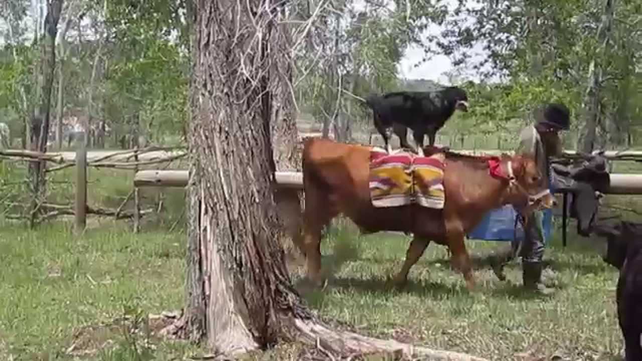 Cattle dog rides a steer - YouTube