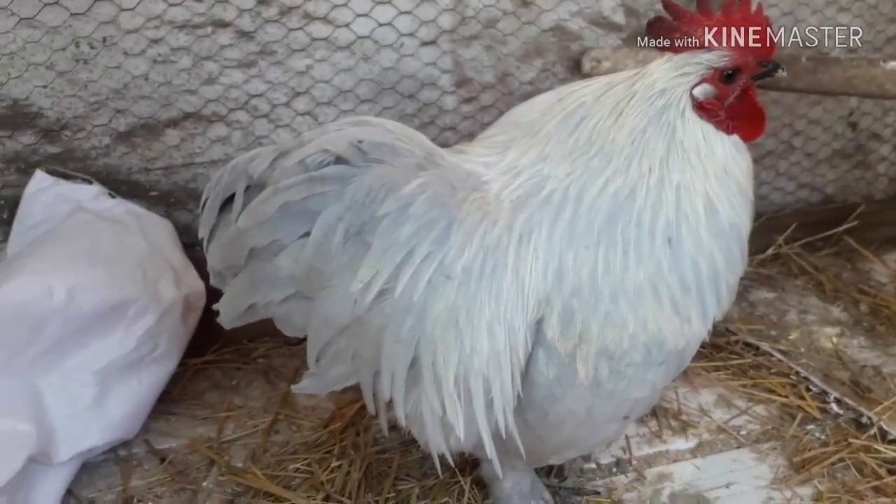 Mostrando os Reprodutores Mini cochin - YouTube