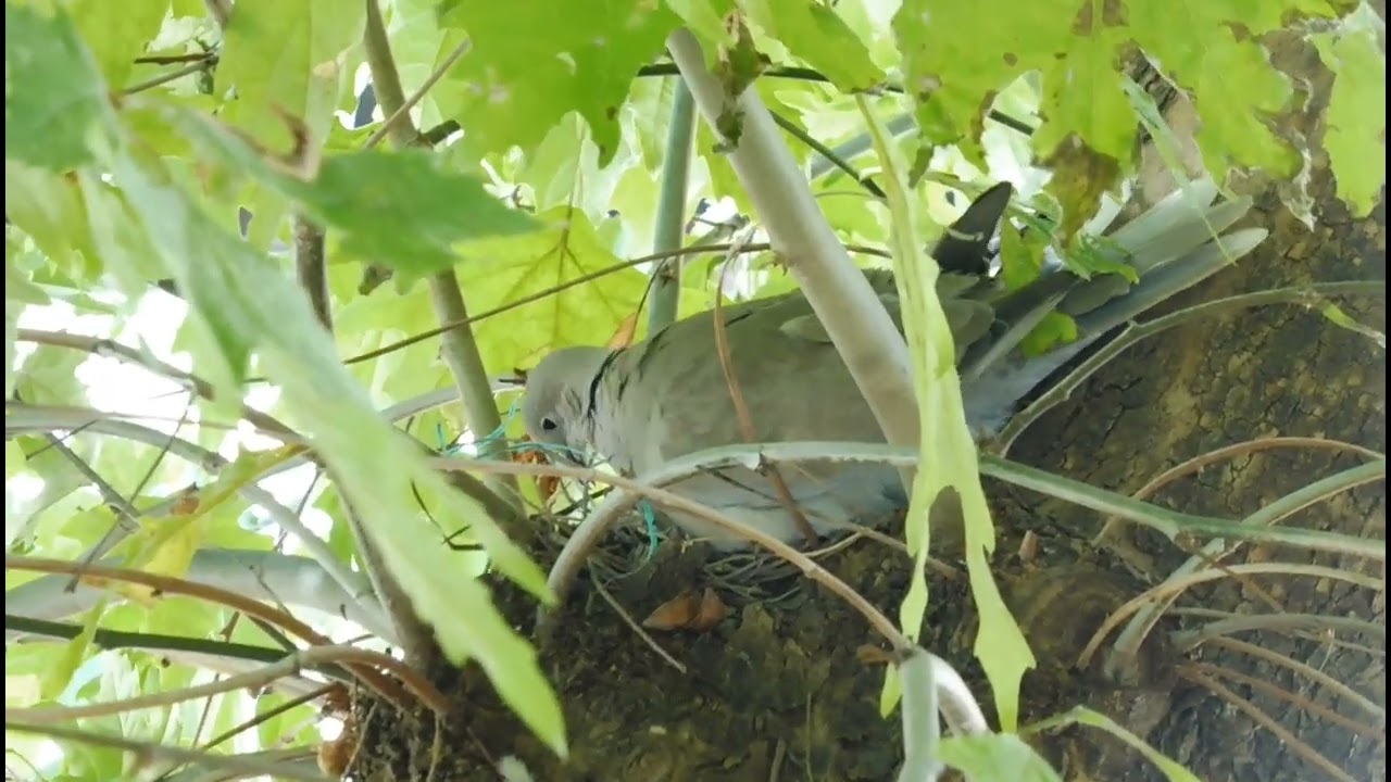 Eurasian Collared Dove building a nest. - YouTube