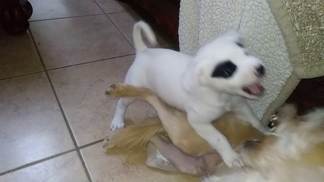 Fierce Puppy - YouTube