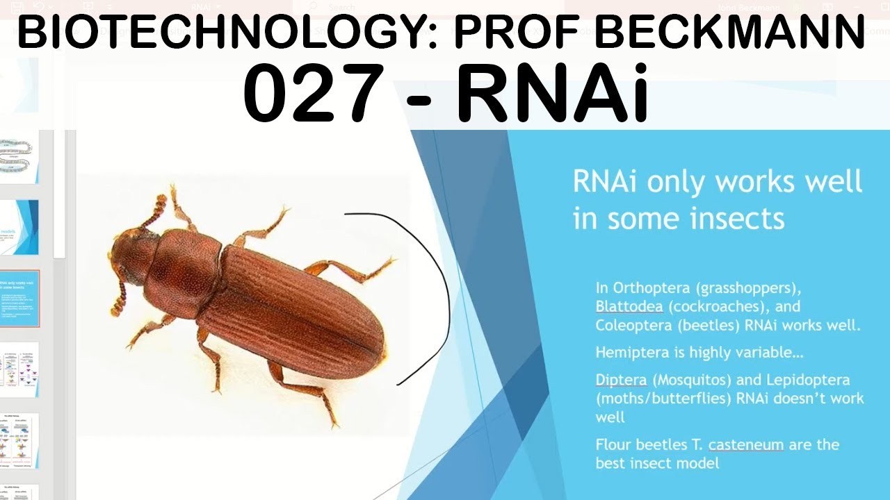 Biotechnology 027: Insect RNAi: Prof Beckmann - YouTube