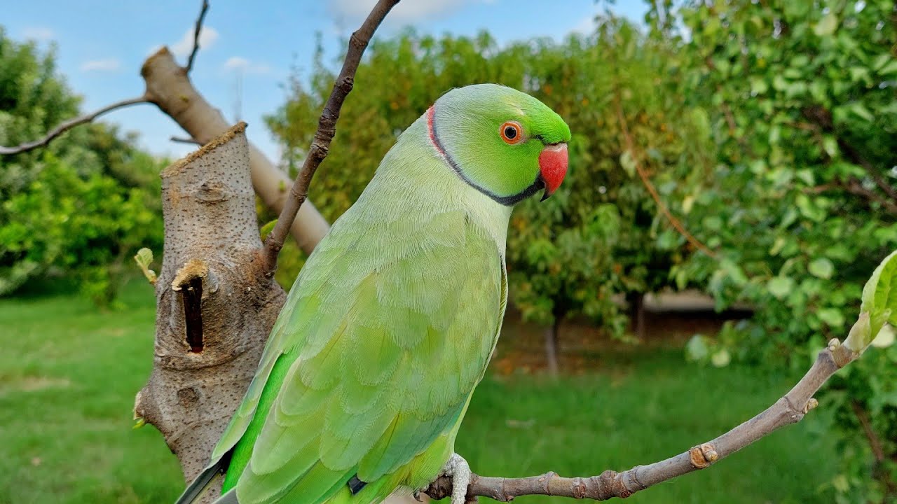 Talking Indian Ringneck Parrot Natural Sounds - YouTube