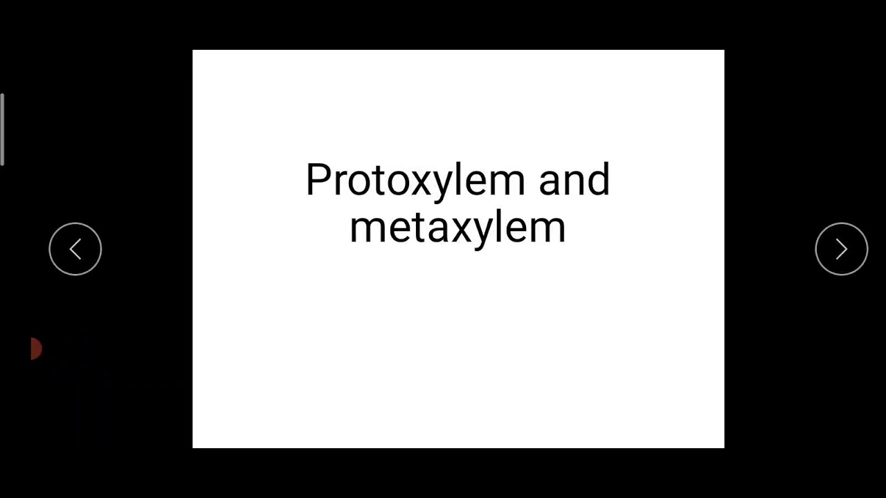 Protoxylem and metaxylem - YouTube