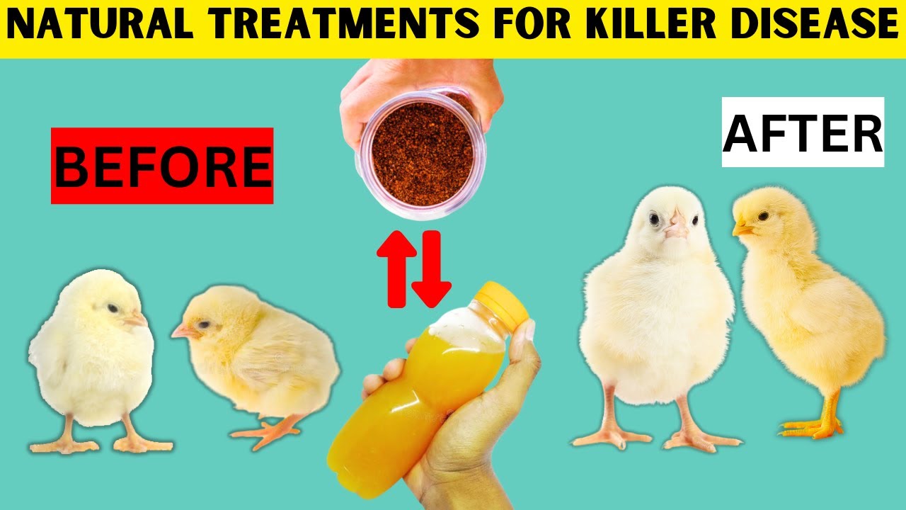 TREAT YOUR SICKY CHICKS USING THESE NATURAL TREATMENTS | ORGANIC Treats ...