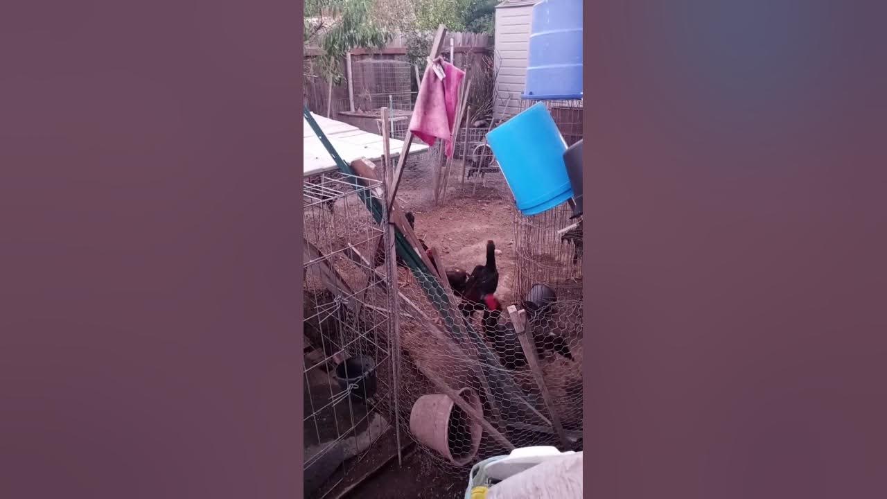 Qaib KL update me nyuam qaib 8/29/2023 - YouTube