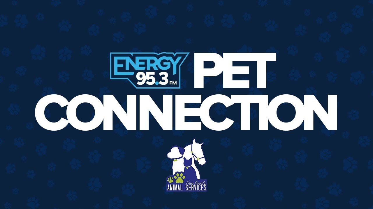 Energy Pet Connection 2/7 - YouTube