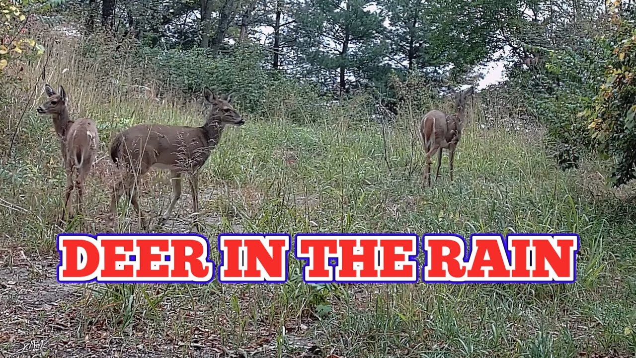 Forest Zen: Trail Cam Captures Deer in the Rain (Relaxing Nature Sounds ...