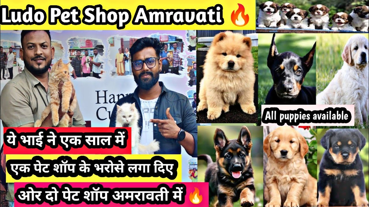 Ludo Pet Shop Amravati 🔥 Dog's,Cat and Birds Available in best price ...