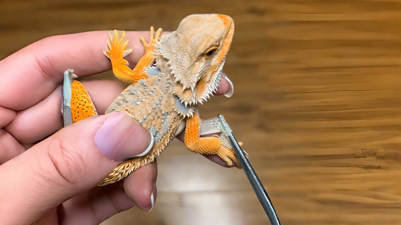 Can You Handle the Most Satisfying Bearded Dragon Shedding? - YouTube