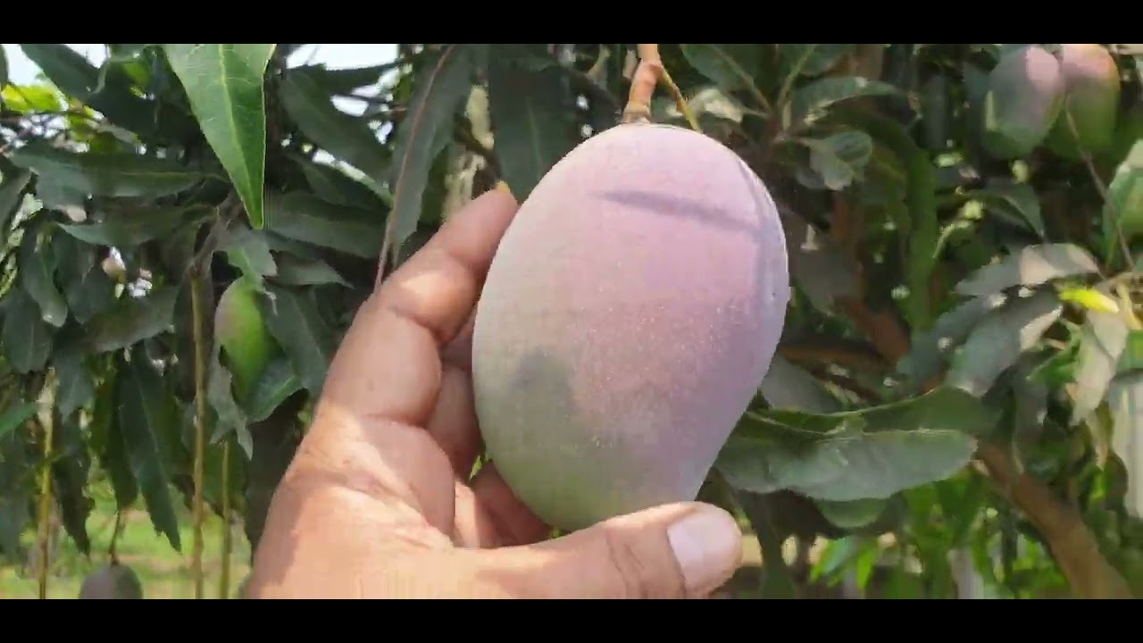 Japan Miazaki Mango. Egg of Sun. Surjo Dim. exotic Mango. - YouTube