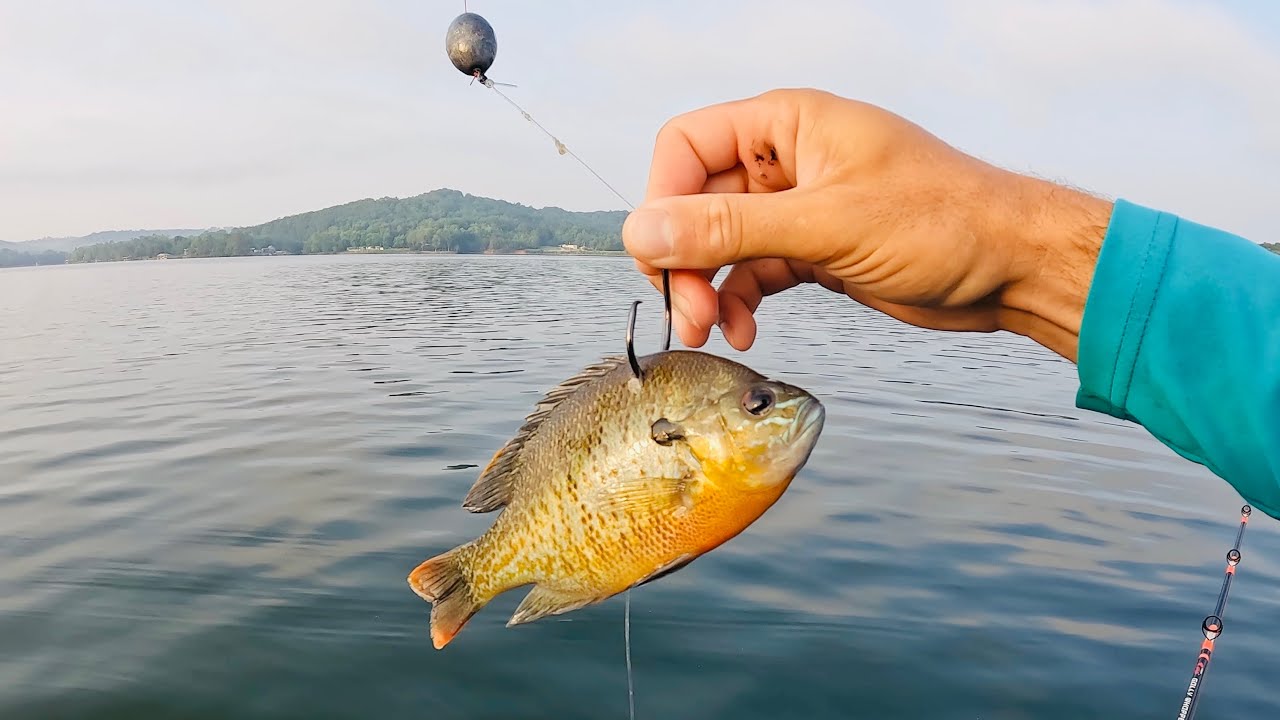 I Dropped a Whole Sunfish Down - YouTube