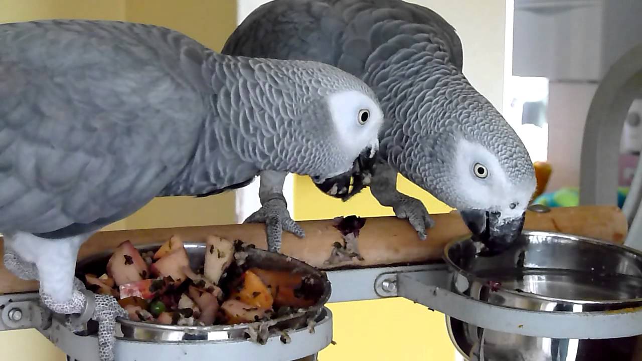 Parrots, such wasteful creatures! - YouTube