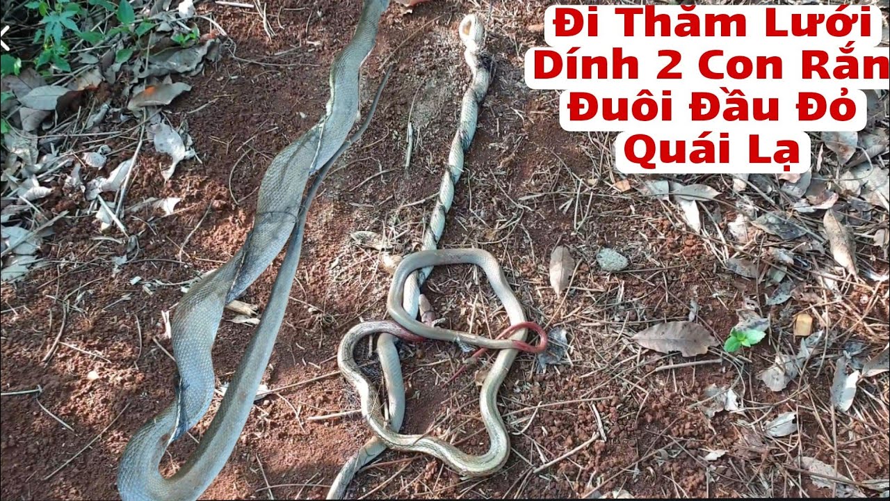 Đi Thăm Lưới Dính 2 Con Rắn Quái Lạ Nhưng Đuôi Đỏ & Đầu Đỏ - Được Đồng ...