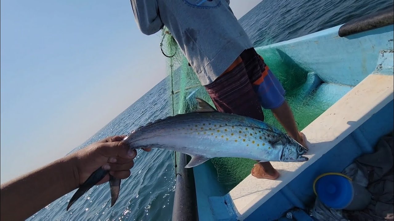 Como Pescar 🎣 en el Mar, los Peligros de Altamar, así se pesca en el ...