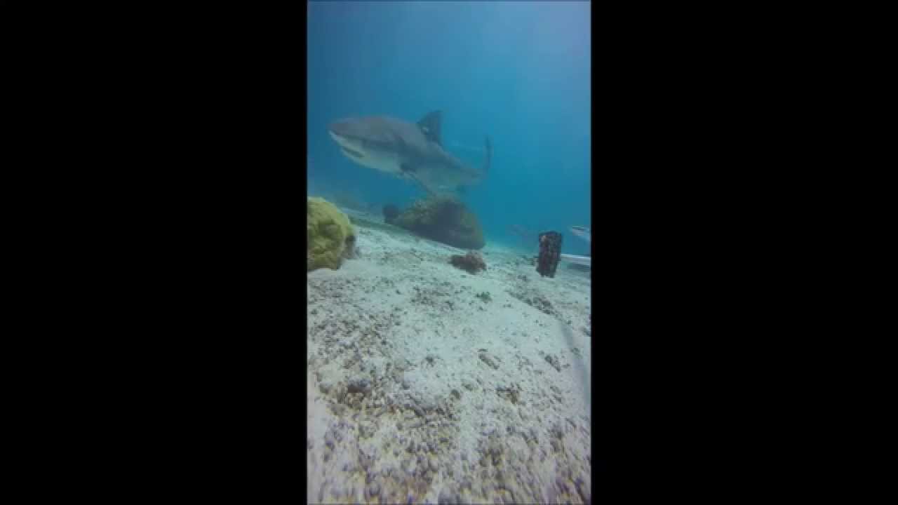 tiger shark at heron island - YouTube