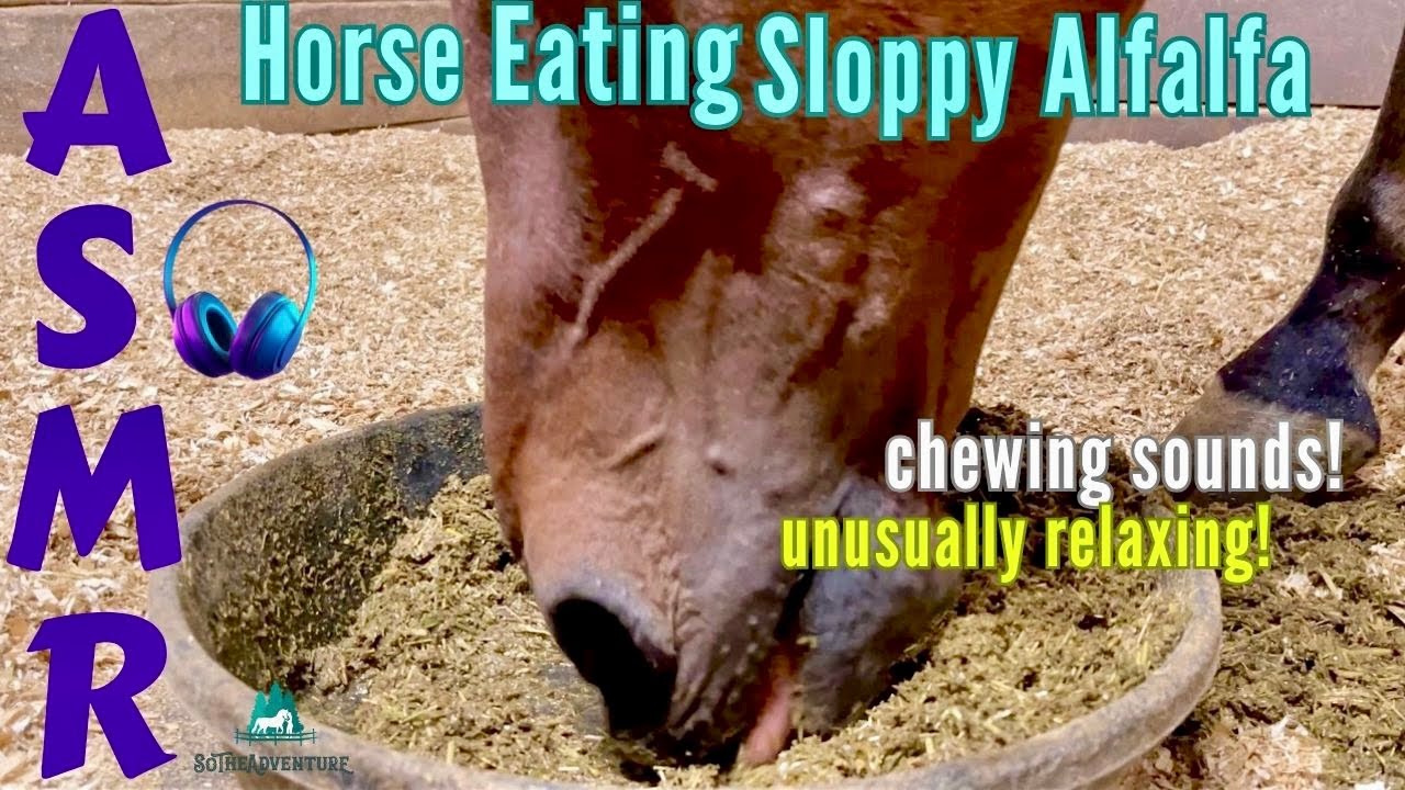Horse Eating ASMR SLOPPY MESSY Mashed Alfalfa Cubes😋Unusually Relaxing ...