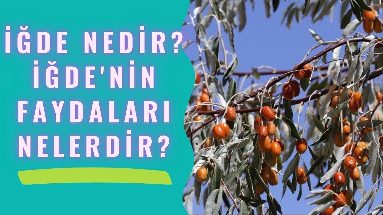 İĞDE NEDİR ? İĞDE'NİN FAYDALARI NELERDİR? - YouTube