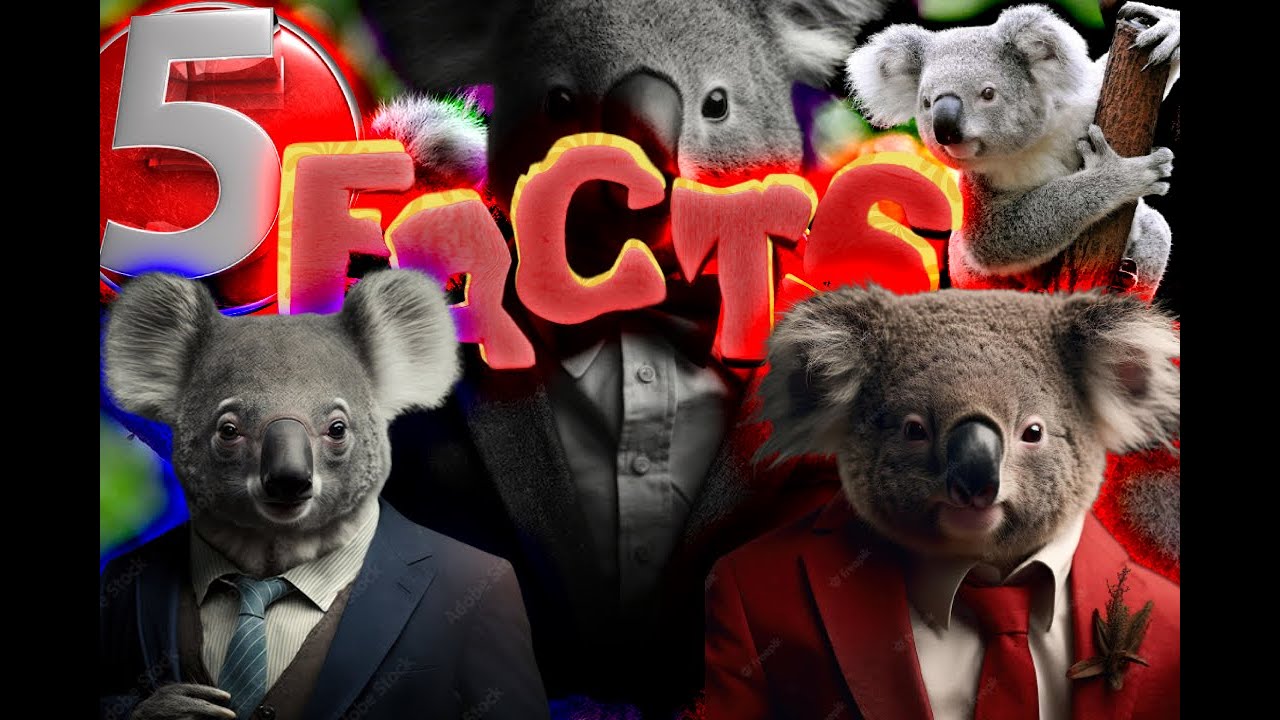 5 Amazing Facts About Koalas That'll Amaze You! #animals #learning ...