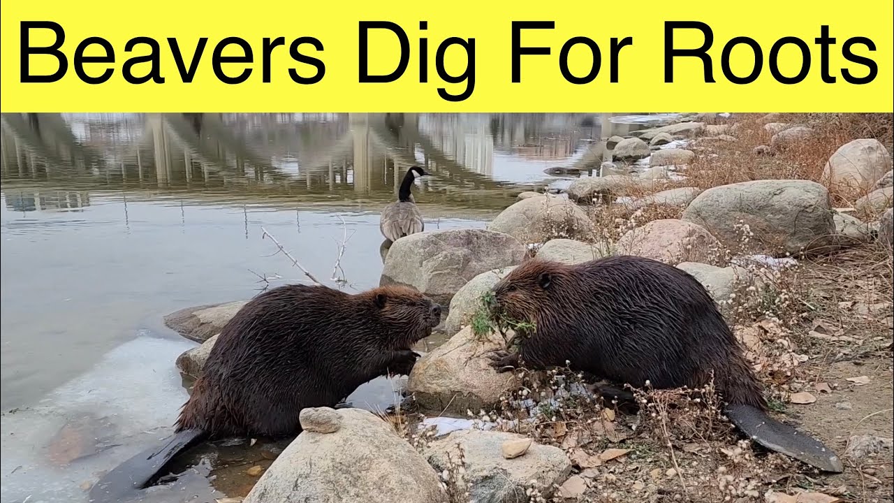2 Beavers Digging For Roots - YouTube