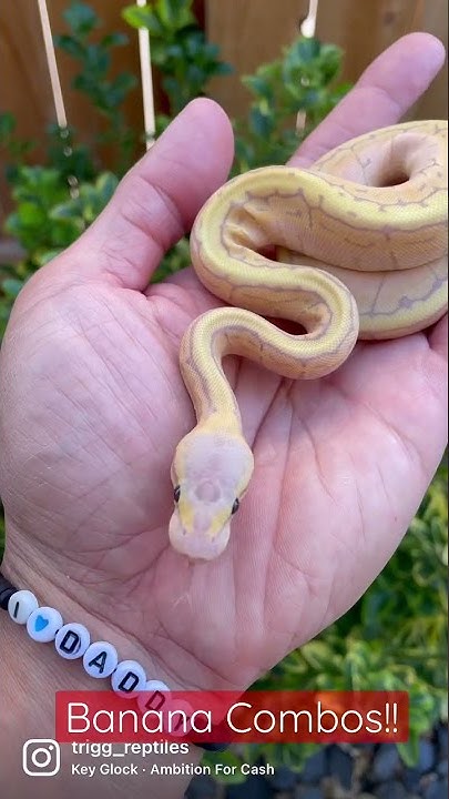 Beautiful Banana Ball Python Combos!! - YouTube