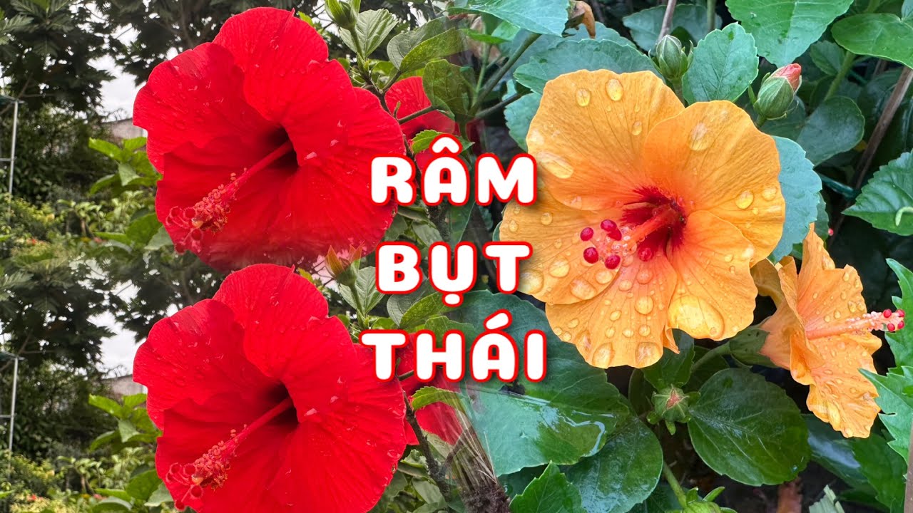 Cây Râm bụt Thái nhiều màu | 0386569374 - Ngọc Ngân Bến Tre | Chuyên ...