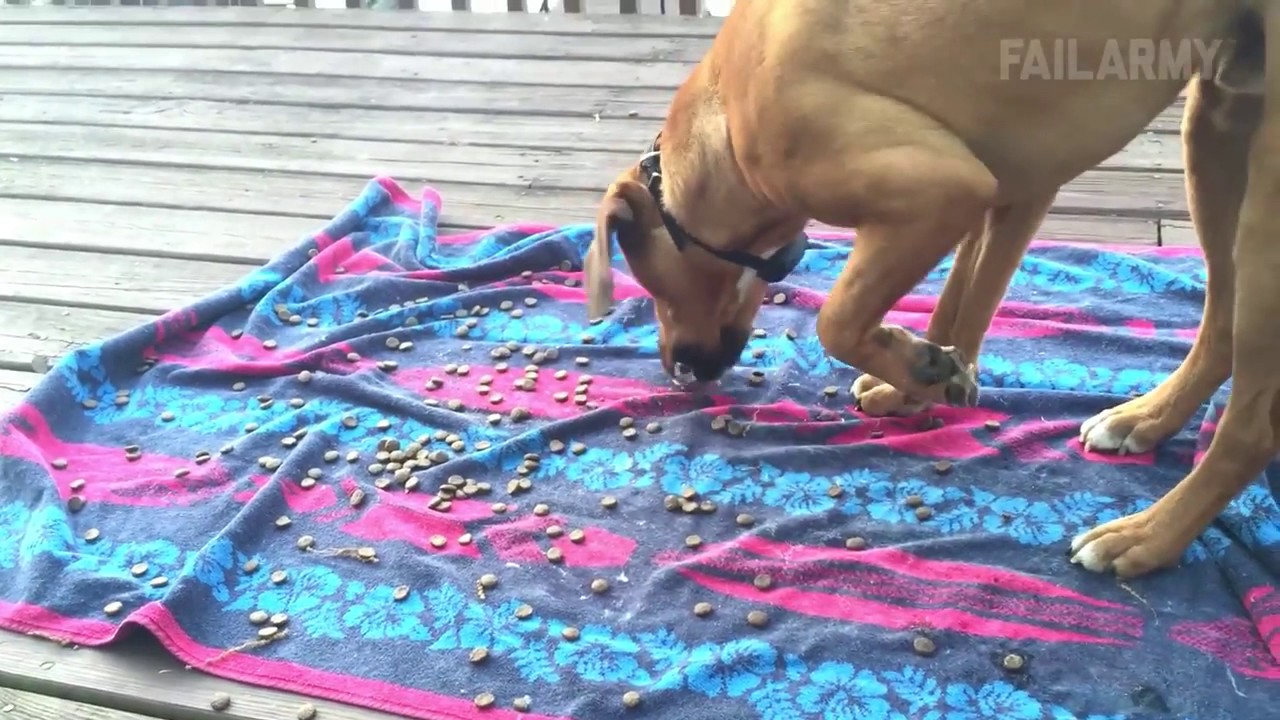 Dummy Dogs || "Dog Fails" By FailArmy - YouTube