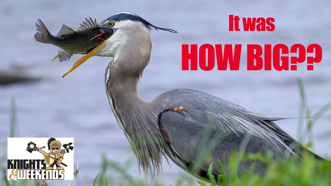 Great Blue Heron Eating A Giant Fish - YouTube