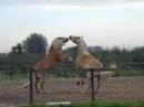 the most beautiful horses-haflingers