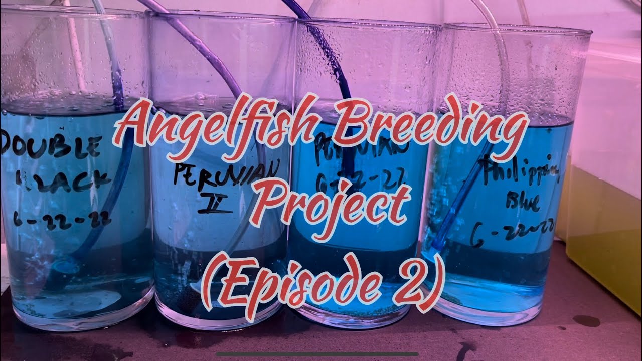 Angelfish Breeding Project (Episode 2) - YouTube