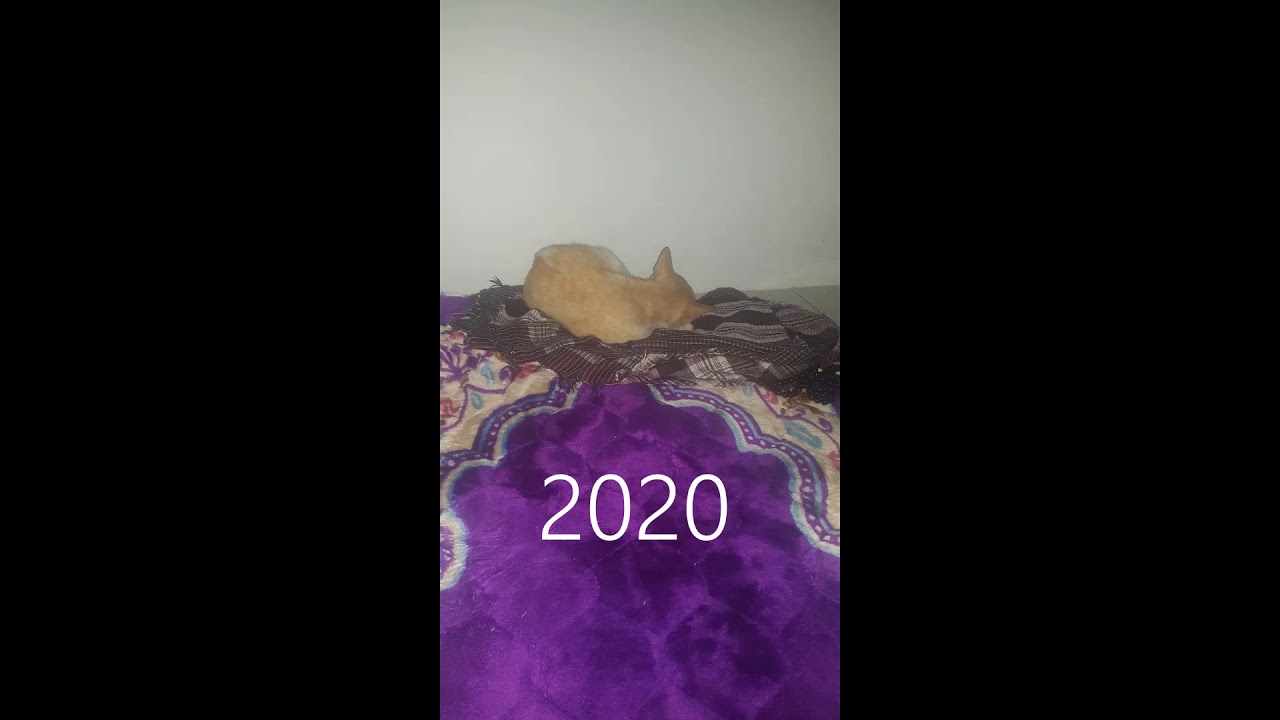 SAJAK: KUCING DI SAJADAHKU - YouTube