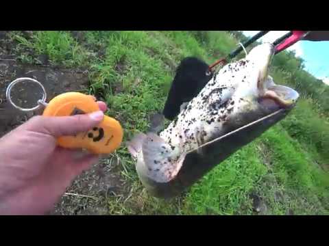 Как поймать сома. Graphiteleader TIRO Prototype на вываживании сома сома - YouTube