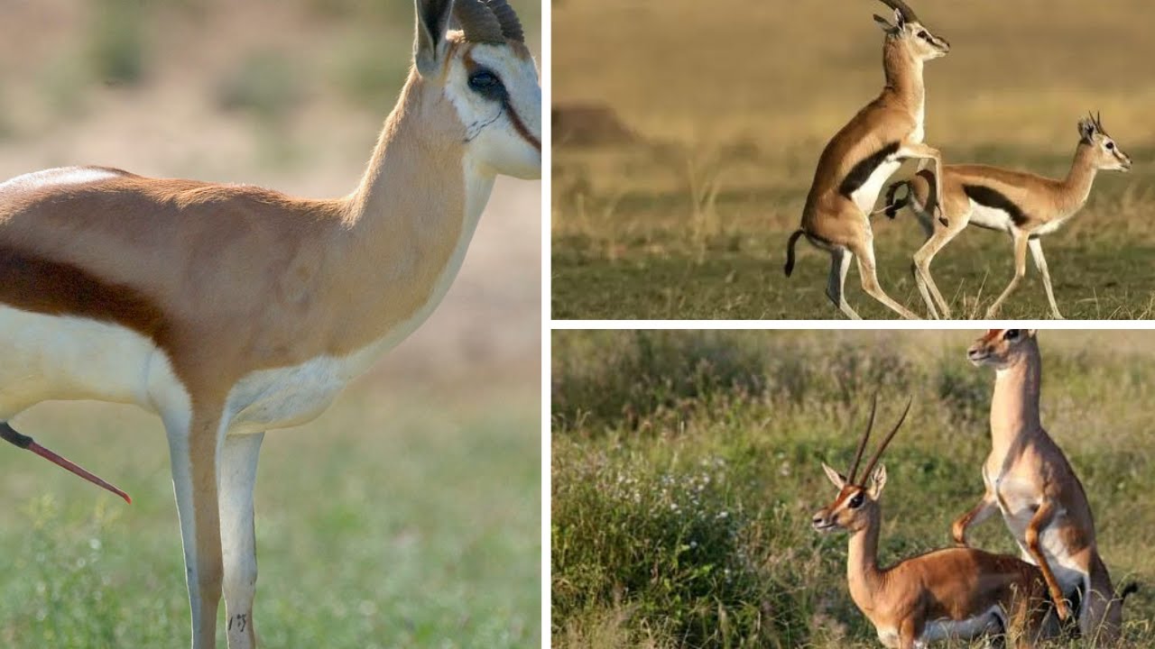 Dorcas gazelle Breeding animal#wild life animal lovers#wildlife#animal ...