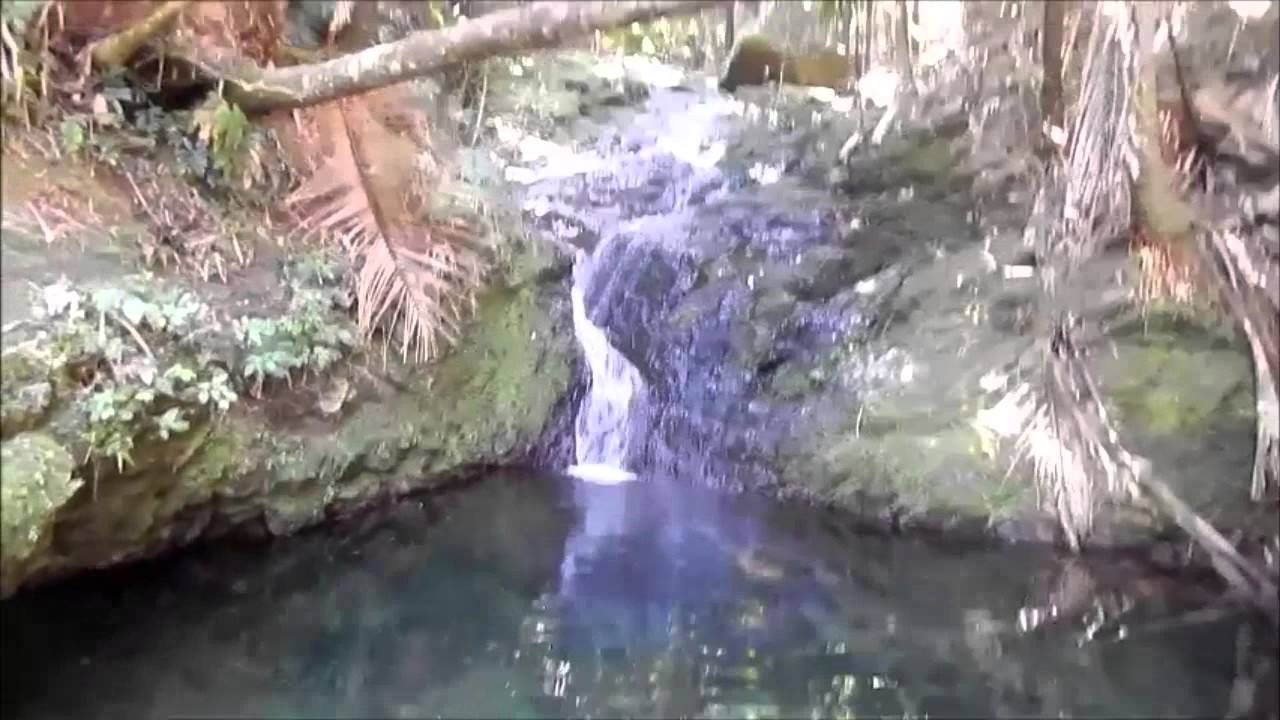 Bosque estatal Toro Negro Puerto Rico para CIAM - YouTube